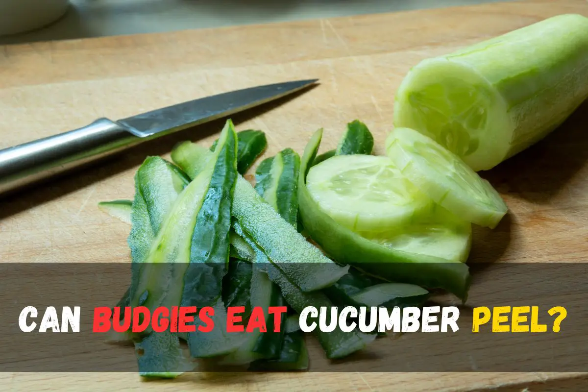 Can Budgies Eat Cucumber Unveiling Health Benefits And Risks